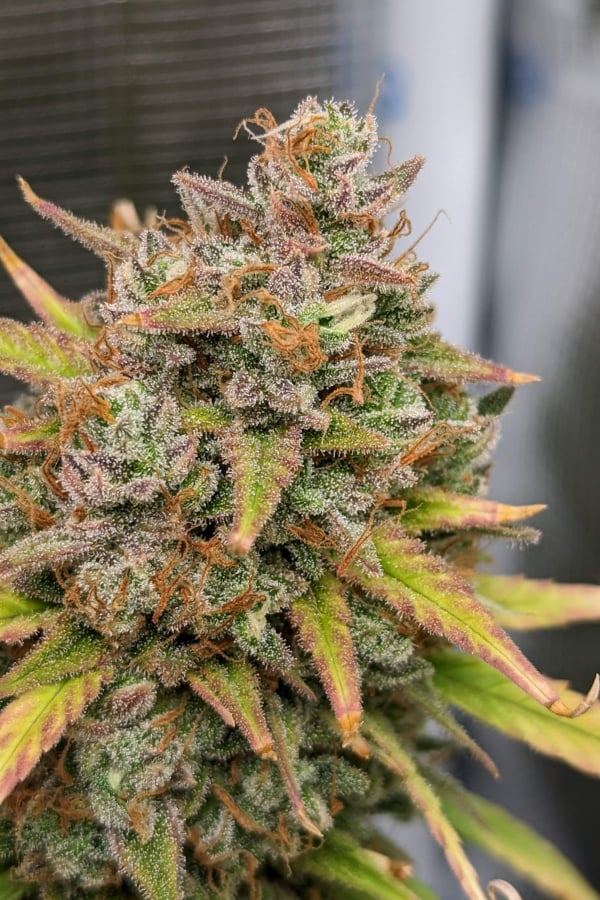 Buy Pound Cake Auto™ Cannabis Seeds | Fast Buds