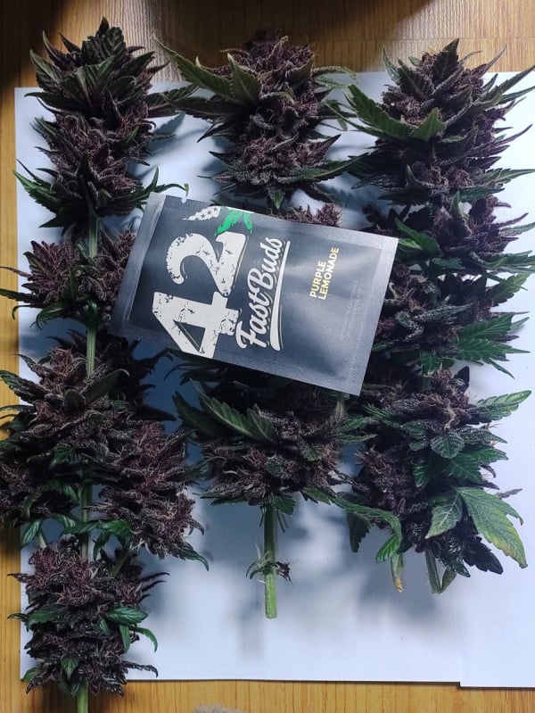 Buy Purple Lemonade Auto Cannabis Seeds | Fast Buds