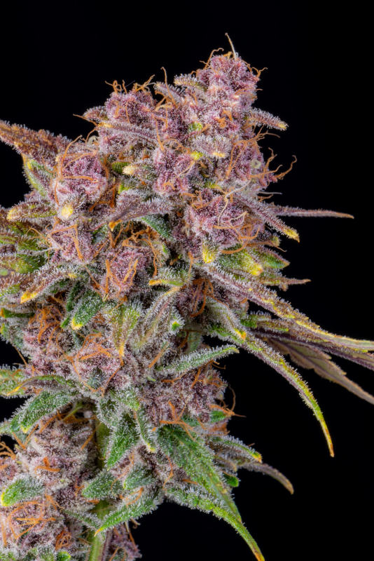 Buy Gorilla Punch Auto Cannabis Seeds | Fast Buds