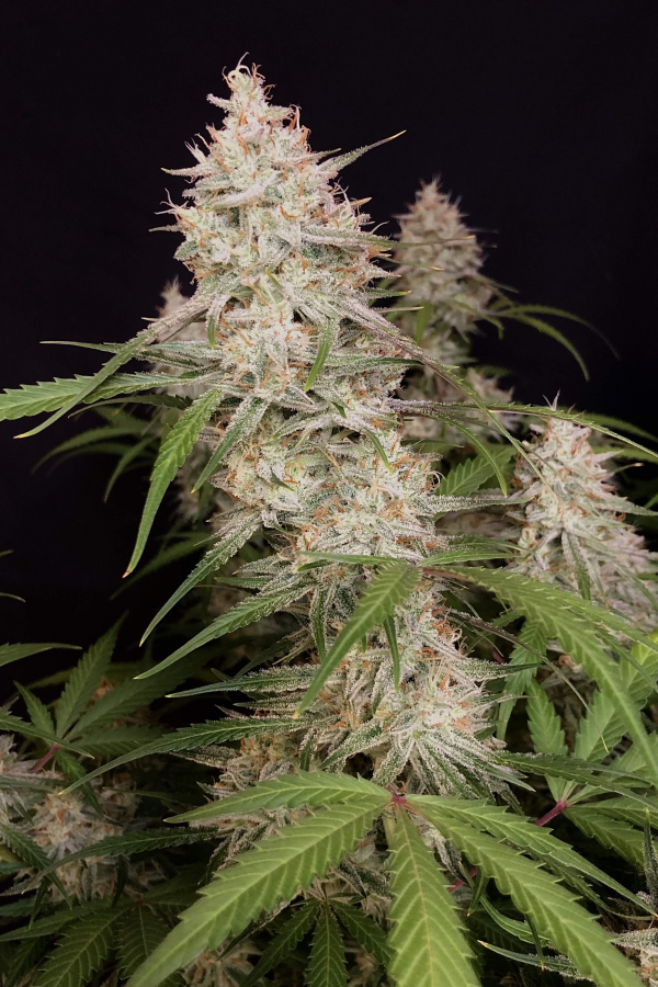 Bruce Banner Auto Seeds – Buy Bruce Banner Strain | Fast Buds