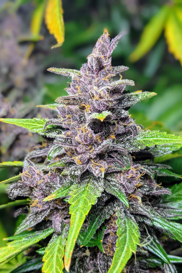 Buy Blackberry Auto Cannabis Seeds | Fast Buds