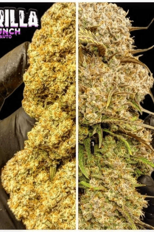 Buy Gorilla Punch Auto Cannabis Seeds | Fast Buds