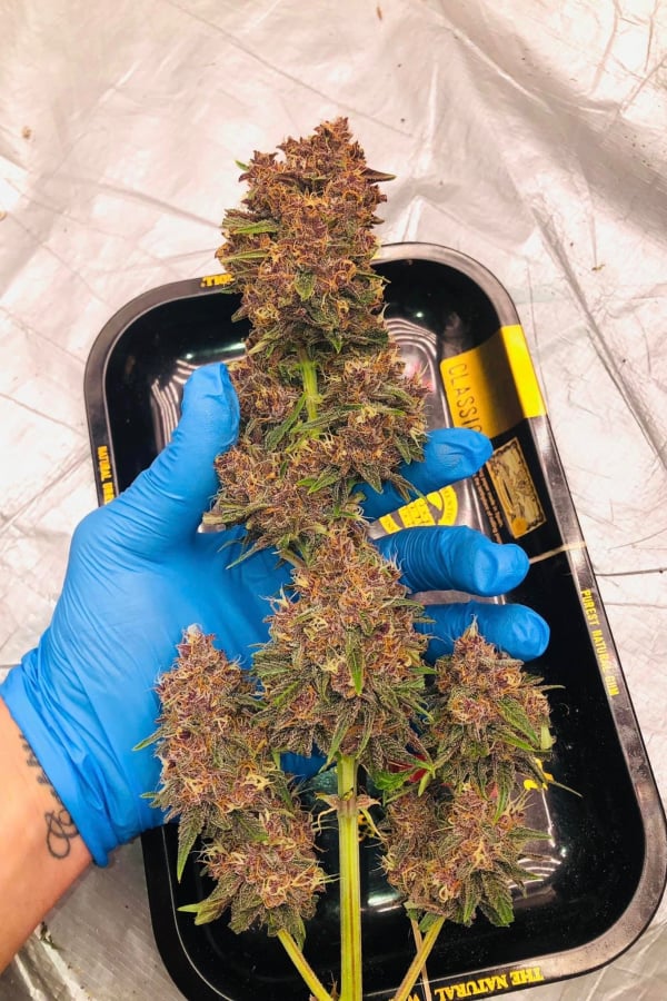 Buy Purple Lemonade Auto Cannabis Seeds | Fast Buds
