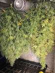 Super Lemon Haze Auto Cannabis Strain Week-by-Week Guide | Fast Buds