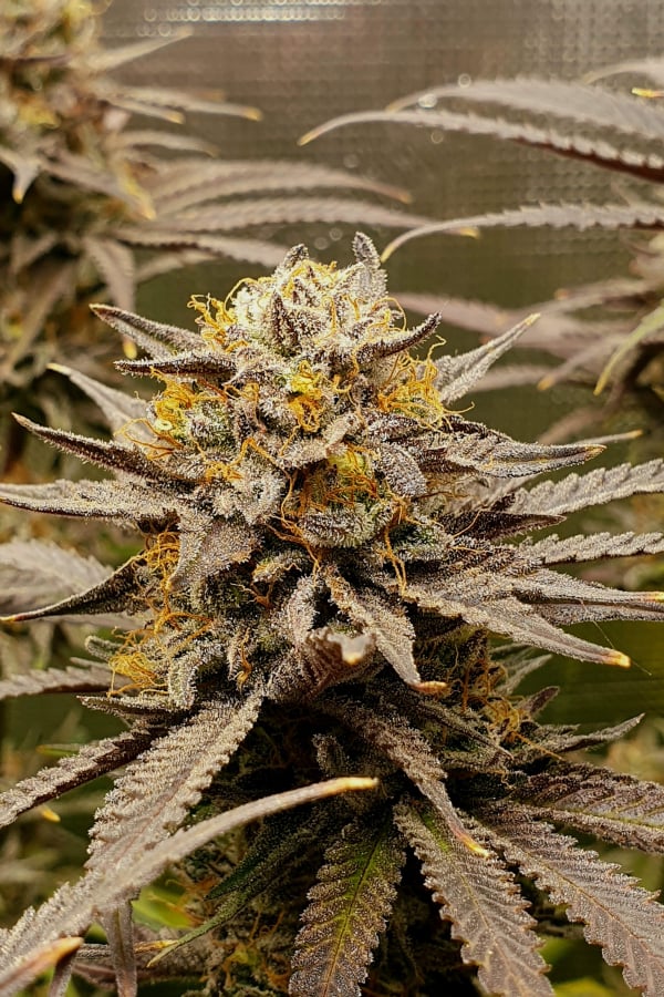 Buy Gorilla Cookies FF Cannabis Seeds | Fast Buds