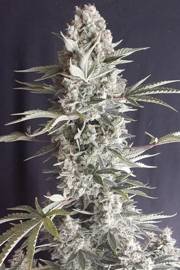 Buy Wedding Cheesecake Auto Cannabis Seeds | Fast Buds