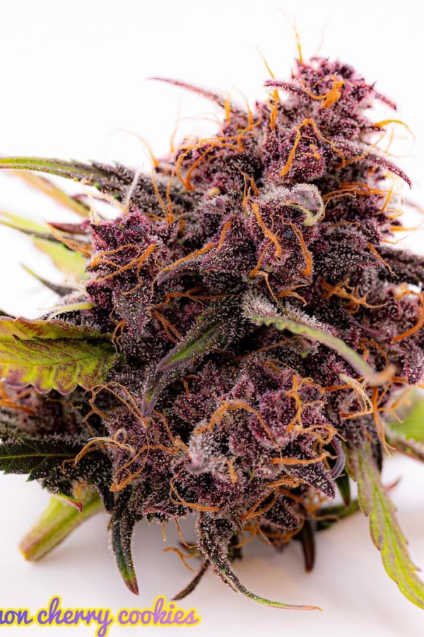 ซื้อเมล็ดพันธุ์กัญชา Lemon Cherry Cookies Auto™ | Fast Buds