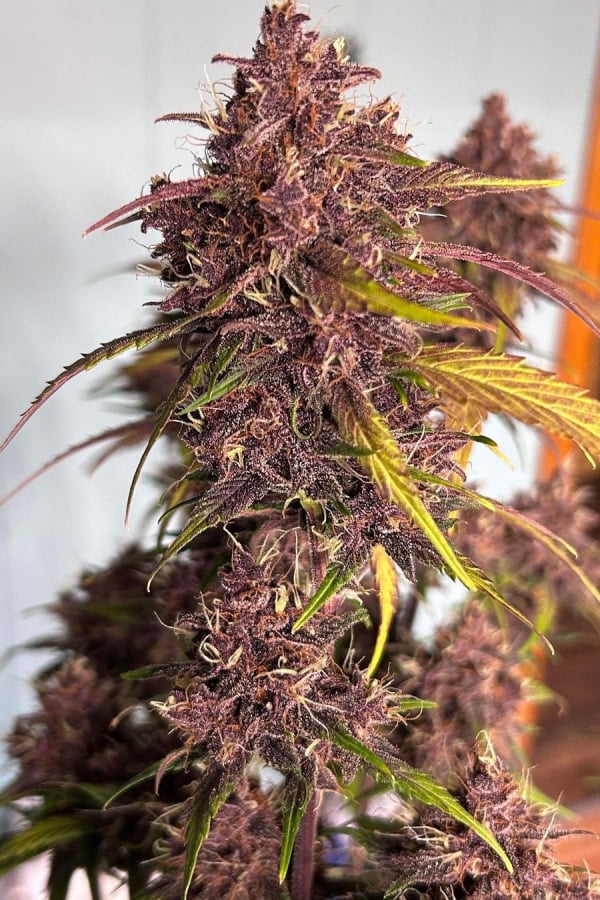Buy LSD-25 Auto Cannabis Seeds | Fast Buds
