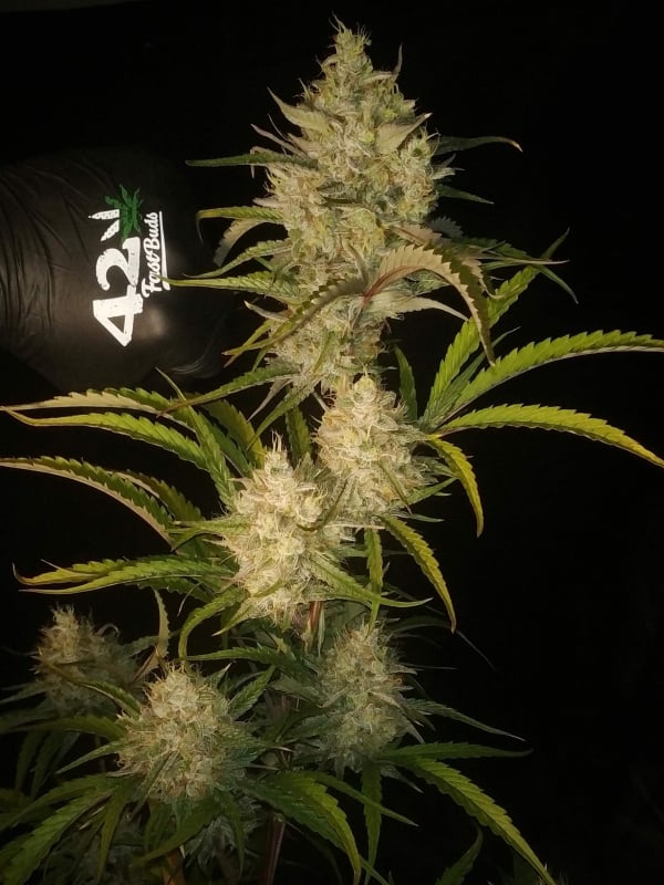Buy Strawberry Gorilla Auto Cannabis Seeds | Fast Buds