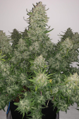 Low Stress Training (LST) Autoflower Cannabis - When to Start LST Weed ...