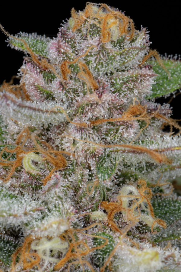 Buy Strawberry Pie Auto Cannabis Seeds | Fast Buds