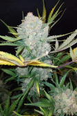 White Widow Auto Cannabis Strain Week-by-Week Guide | Fast Buds