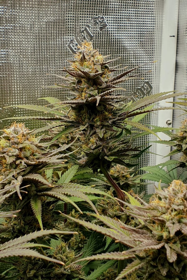 Buy Gorilla Cookies FF Cannabis Seeds | Fast Buds