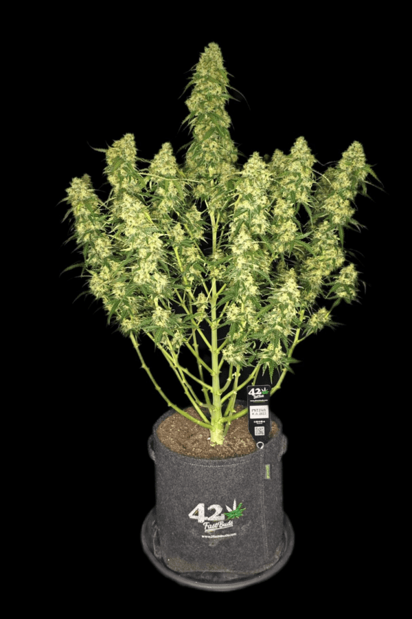 Buy Sour Jealousy Auto™ Cannabis Seeds | Fast Buds