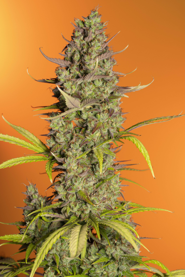 Buy Wedding Cheesecake Auto Cannabis Seeds | Fast Buds