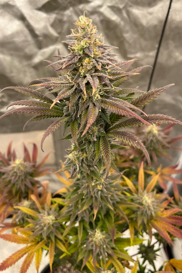 Buy Gorilla Cookies FF Cannabis Seeds | Fast Buds