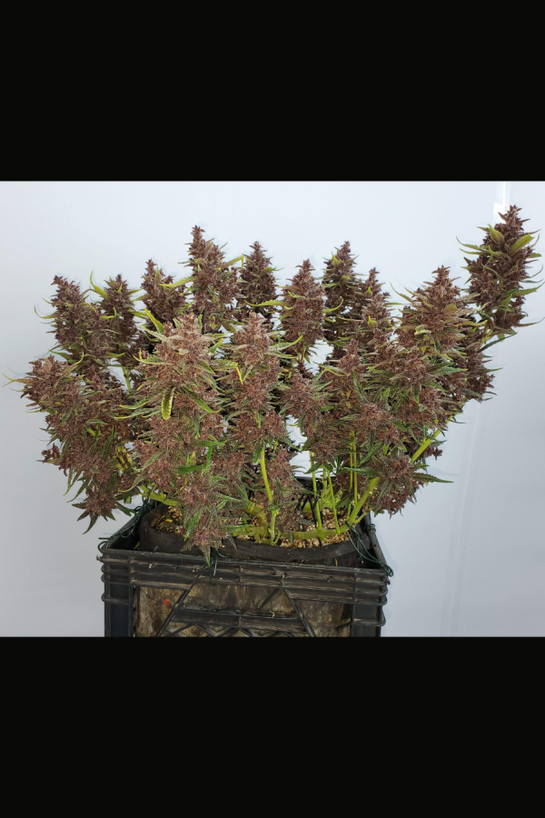 Buy Blackberry Auto Cannabis Seeds | Fast Buds