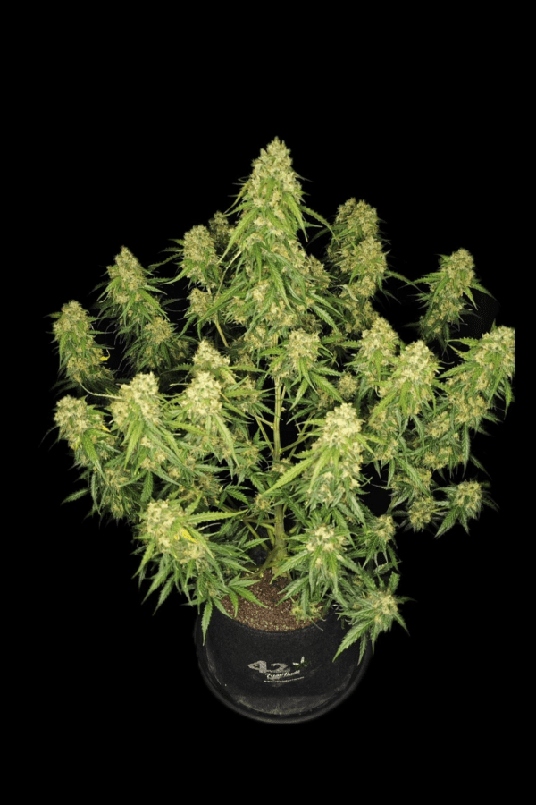 Buy Sour Jealousy Auto™ Cannabis Seeds | Fast Buds