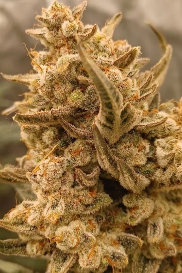 Semillas de Cannabis Autoflorecientes Gorilla Cookies Auto | Fast Buds