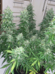 Low Stress Training (LST) Autoflower Cannabis - When to Start LST Weed ...