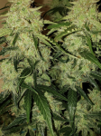 Tangerine Dream Auto Cannabis Strain Week-by-Week Guide | Fast Buds