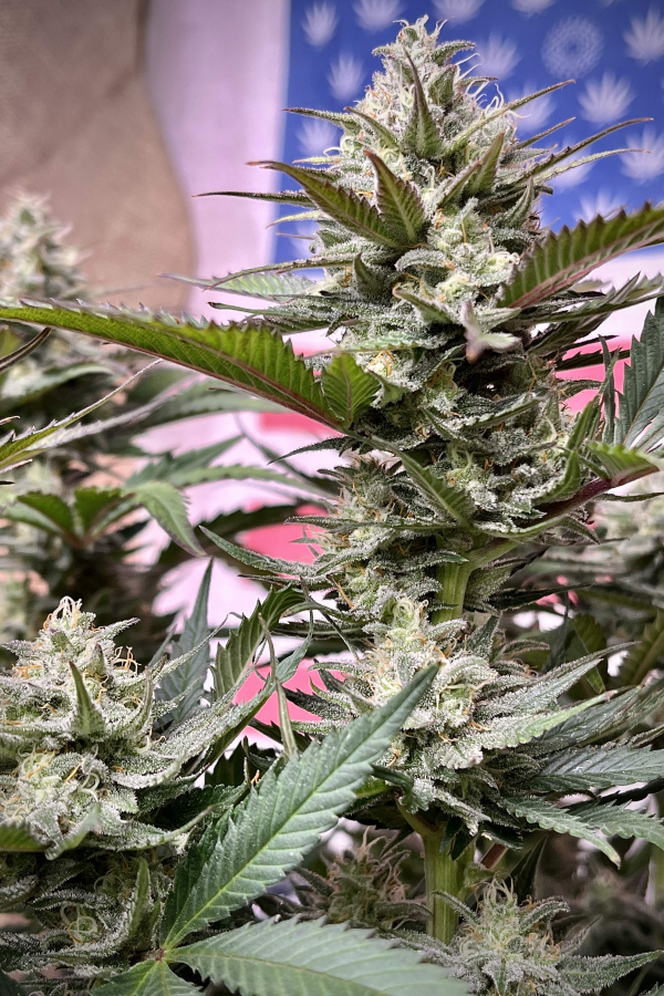 Buy GG4 Sherbet FF Cannabis Seeds | Fast Buds