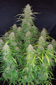 Low Stress Training (LST) Autoflower Cannabis - When to Start LST Weed ...