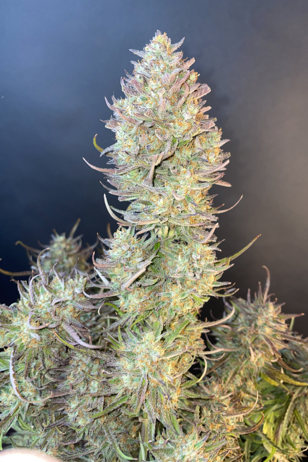 Buy Apple Strudel Auto™ Cannabis Seeds | Fast Buds