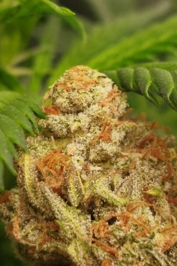 Buy Cherry Cola Auto Cannabis Seeds | Fast Buds