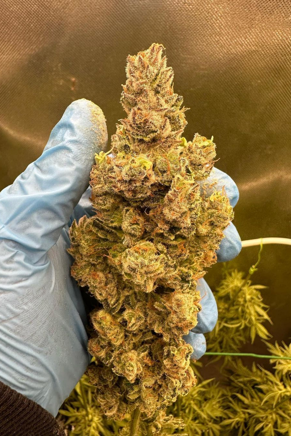 Gelato Auto-Cannabissamen | Fast Buds