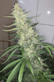 Low Stress Training (LST) Autoflower Cannabis - When to Start LST Weed ...