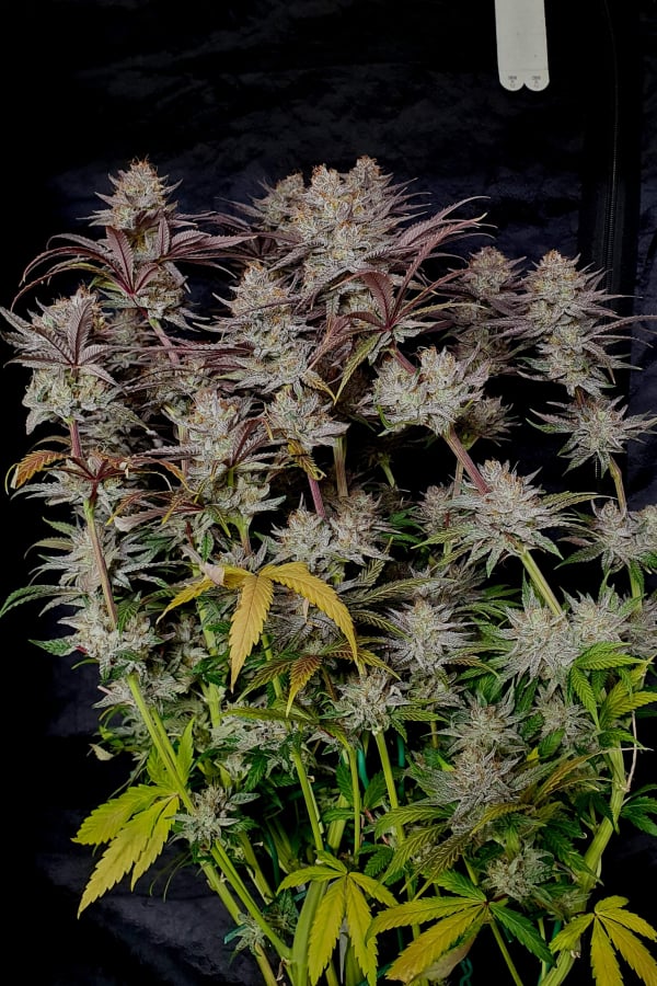Buy Gorilla Cookies FF Cannabis Seeds | Fast Buds