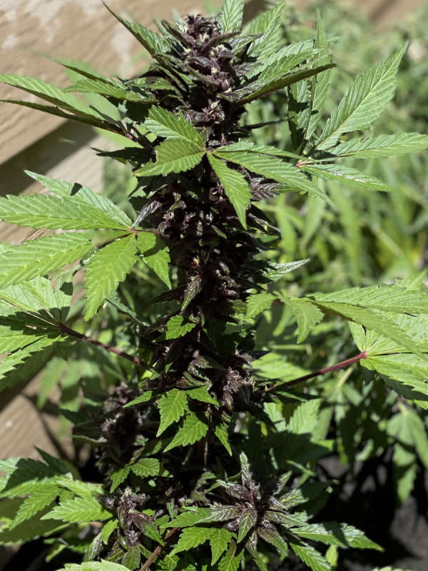 Buy LSD-25 Auto Cannabis Seeds | Fast Buds