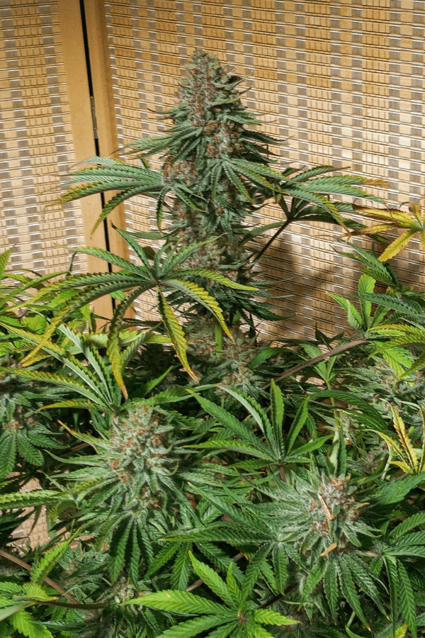 Buy GG4 Sherbet FF Cannabis Seeds | Fast Buds