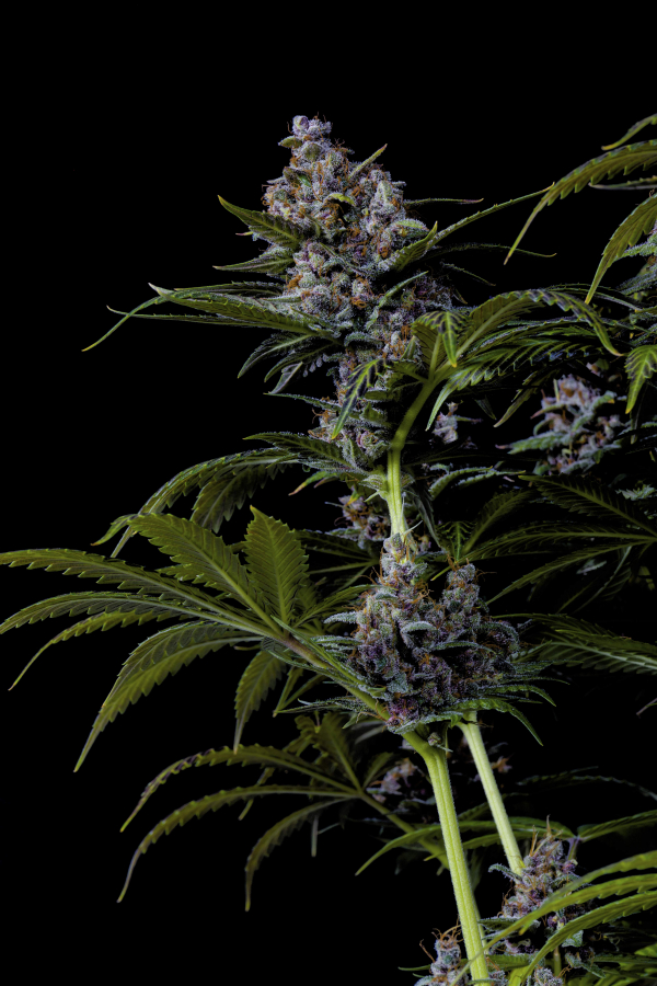 Buy Purple Lemonade FF Cannabis Seeds | Fast Buds