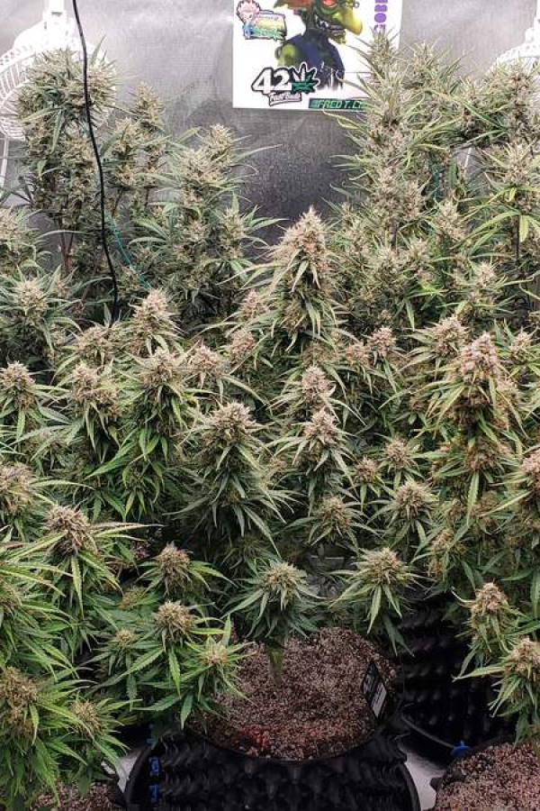 Buy Mix Pack Auto Cannabis Seeds | Fast Buds