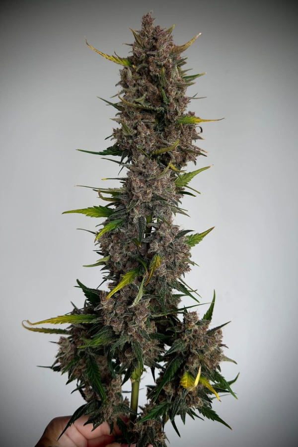 Papaya Cookies Auto™-Cannabissamen | Fast Buds