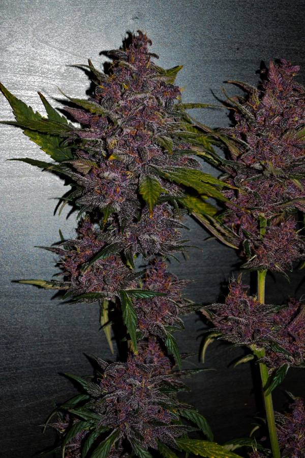 Buy Blackberry Auto Cannabis Seeds | Fast Buds