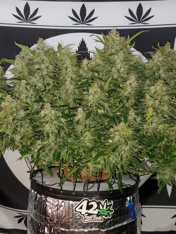 Blueberry Auto Cannabis Seeds – Buy Blueberry Weed Strain | Fast Buds