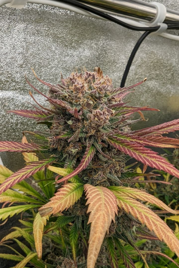 Buy Lemon Cherry Cookies Auto™ Cannabis Seeds | Fast Buds