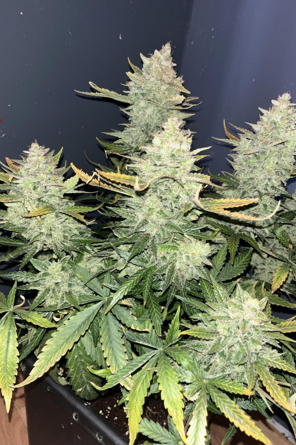 Blue Dream Auto Seeds – Buy Blue Dream Weed Strain | Fast Buds