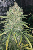 Low Stress Training (LST) Autoflower Cannabis - When to Start LST Weed ...