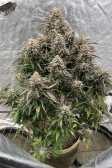 Super Lemon Haze Auto Cannabis Strain Week-by-Week Guide | Fast Buds