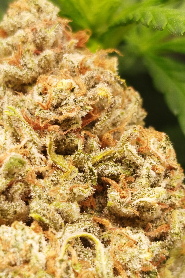 Buy Cherry Cola Auto Cannabis Seeds | Fast Buds