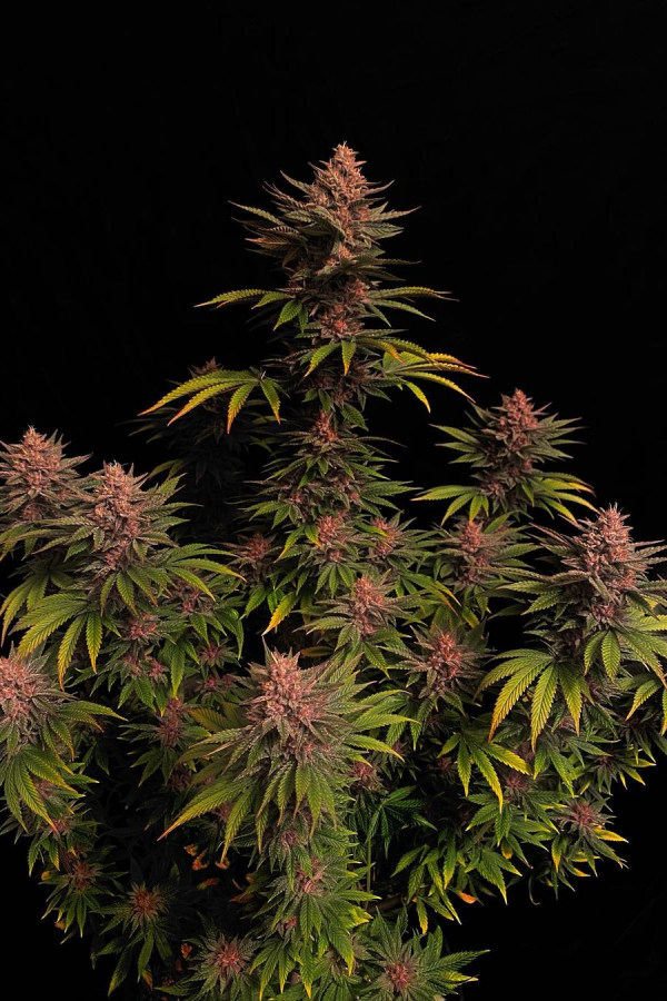 Purple Lemonade FF-Cannabissamen | Fast Buds