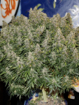 First Signs of Flowering Stage Weed - Guide to Cannabis Budding Week by ...