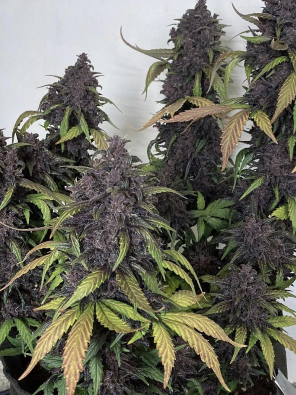 Buy Blackberry Auto Cannabis Seeds | Fast Buds