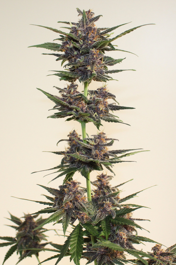 Buy Blackberry Auto Cannabis Seeds | Fast Buds