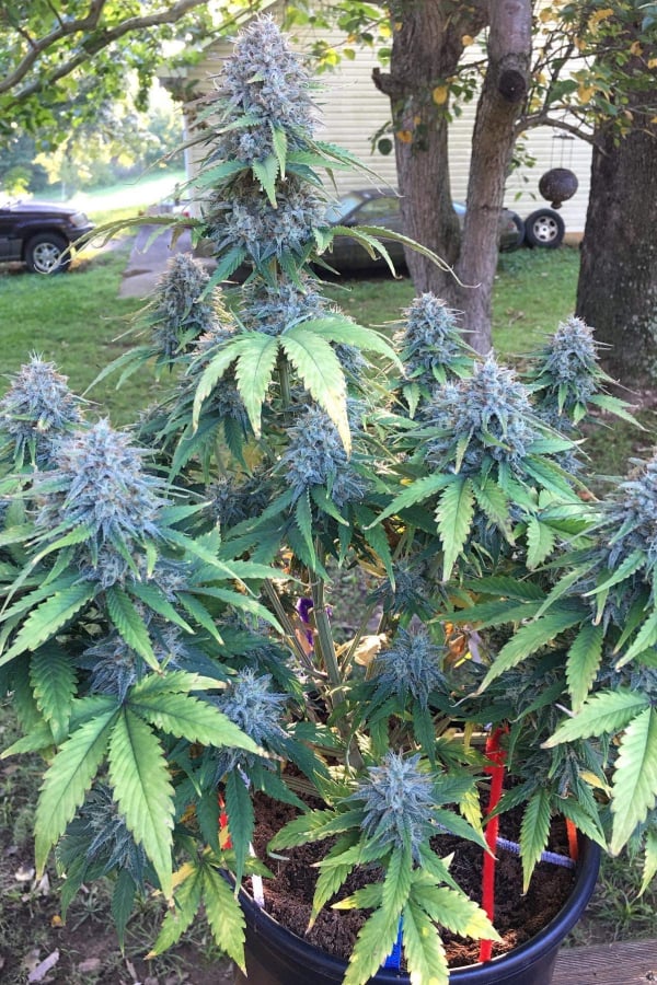 Buy Banana Purple Punch Auto Cannabis Seeds | Fast Buds