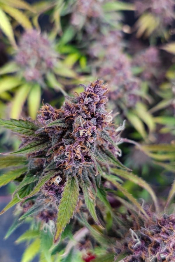 Buy Lemon Cherry Cookies Auto™ Cannabis Seeds | Fast Buds